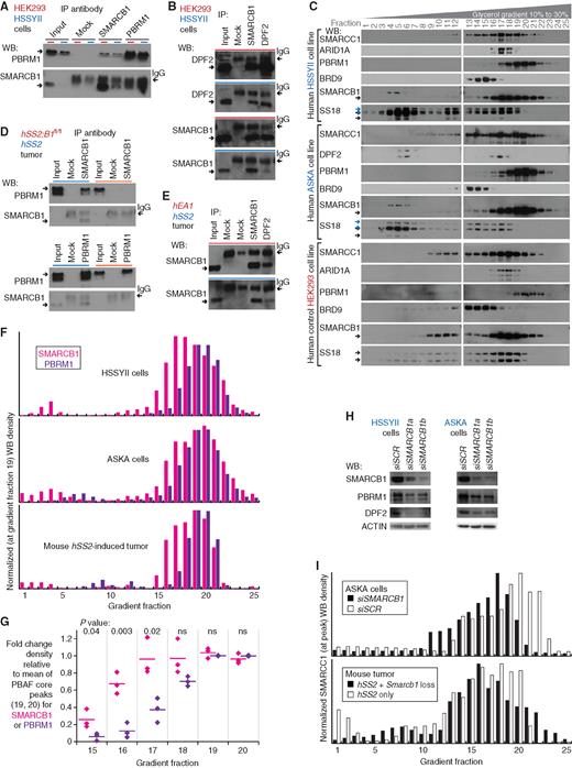 A Role for SMARCB1 in Synovial Sarcomagenesis Reveals That SS18–SSX ...
