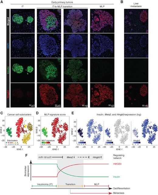 Cancer Cells Retrace a Stepwise Differentiation Program during ...
