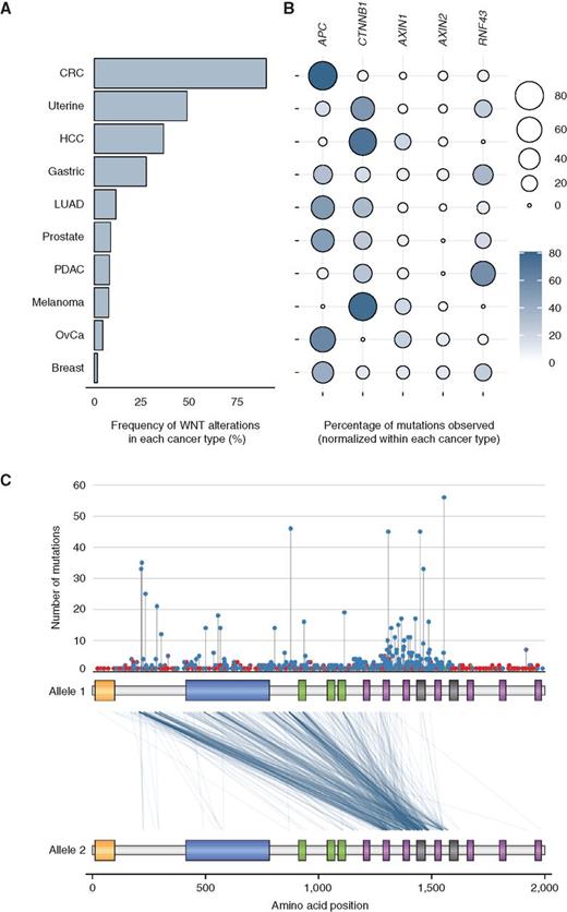 WNT as a Driver and Dependency in Cancer | Cancer Discovery | American ...