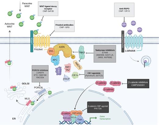 WNT as a Driver and Dependency in Cancer | Cancer Discovery | American ...