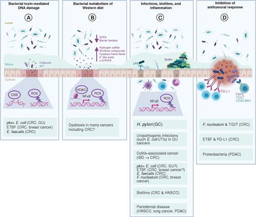 The Cancer Microbiome: Recent Highlights and Knowledge Gaps | Cancer ...