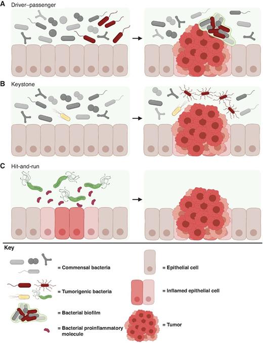 The Cancer Microbiome: Recent Highlights and Knowledge Gaps | Cancer ...