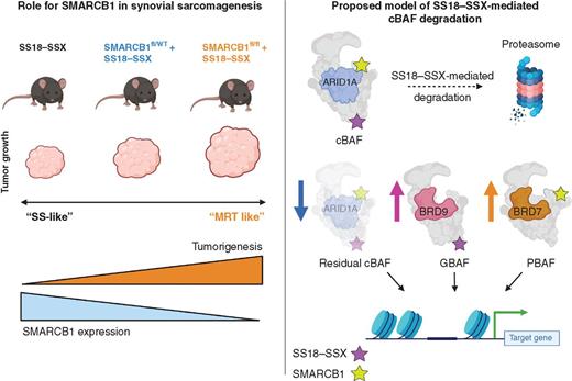 Down, but Not Out: A Role for SMARCB1 in Synovial Sarcoma | Cancer ...