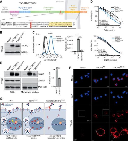 Parallel Genomic Alterations of Antigen and Payload Targets Mediate ...