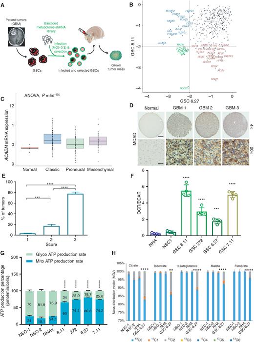 Medium-Chain Acyl-CoA Dehydrogenase Protects Mitochondria from Lipid ...