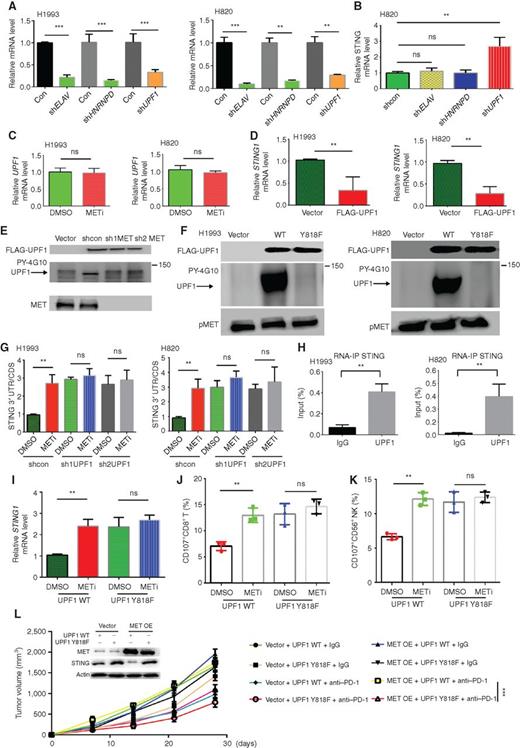 MET Amplification Attenuates Lung Tumor Response to Immunotherapy by ...