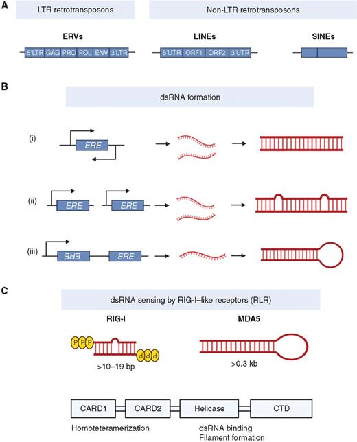 Endogenous Retroelements and the Viral Mimicry Response in Cancer ...