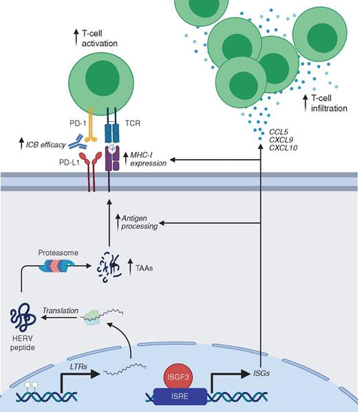 Endogenous Retroelements and the Viral Mimicry Response in Cancer ...