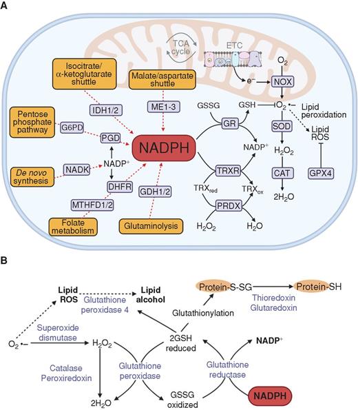 Redox Regulation in Cancer Cells during Metastasis | Cancer Discovery ...
