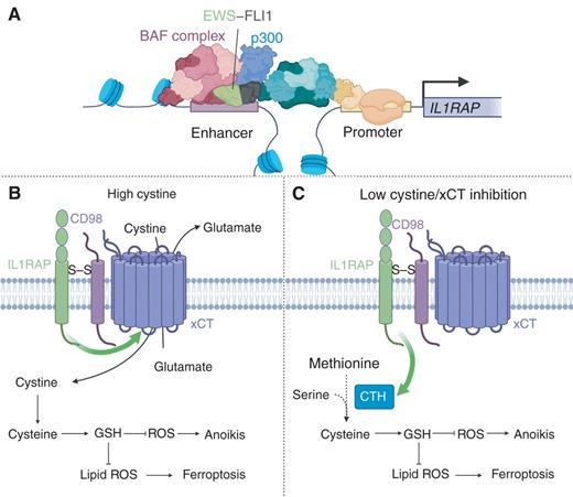IL1RAP Pulls a Double Shift in the Cysteine Factory | Cancer Discovery ...