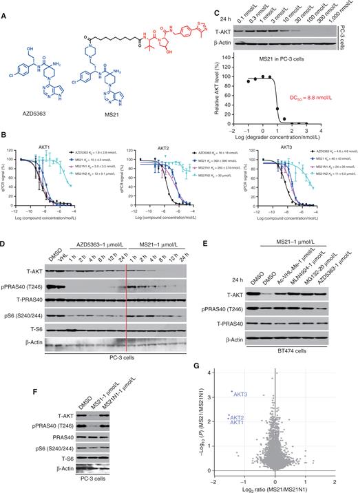 AKT Degradation Selectively Inhibits the Growth of PI3K/PTEN Pathway ...
