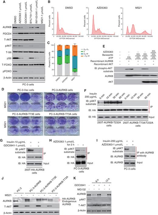 AKT Degradation Selectively Inhibits the Growth of PI3K/PTEN Pathway ...
