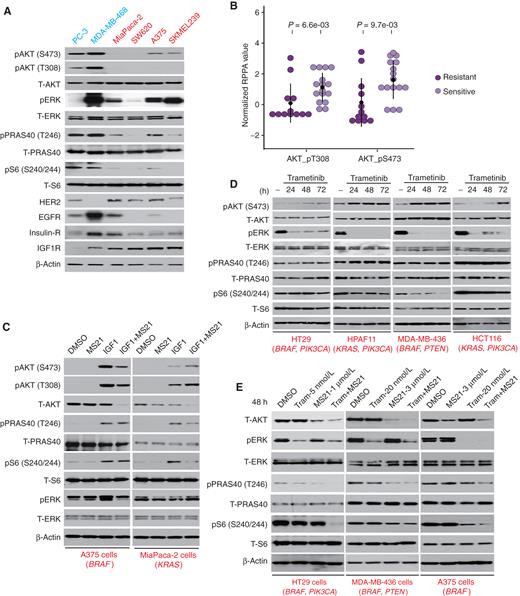 AKT Degradation Selectively Inhibits the Growth of PI3K/PTEN Pathway ...
