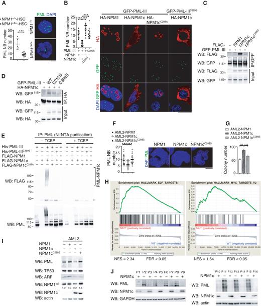Actinomycin D Targets NPM1c-Primed Mitochondria to Restore PML-Driven ...