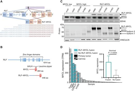 Rlf–Mycl Gene Fusion Drives Tumorigenesis and Metastasis in a Mouse ...