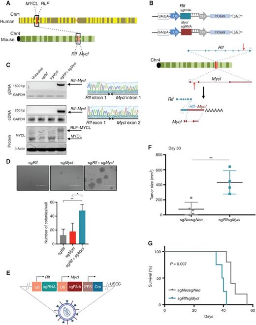 Rlf–Mycl Gene Fusion Drives Tumorigenesis and Metastasis in a Mouse ...