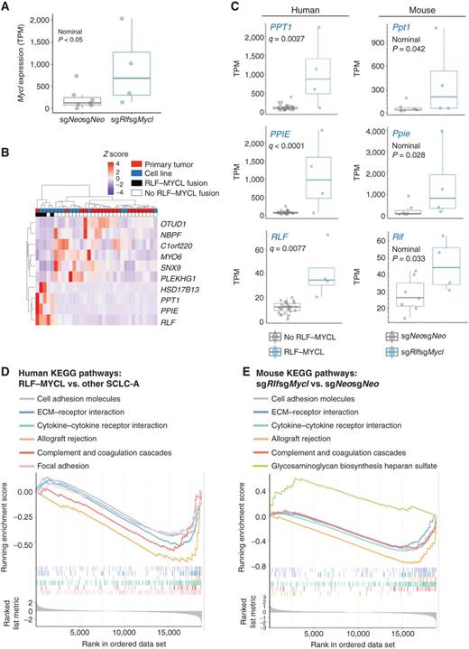 Rlf–Mycl Gene Fusion Drives Tumorigenesis and Metastasis in a Mouse ...