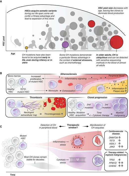 Clonal Hematopoiesis: From Mechanisms to Clinical Intervention | Cancer Discovery | American ...