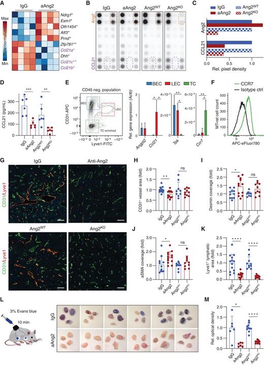 Timed Ang2-Targeted Therapy Identifies the Angiopoietin–Tie Pathway as ...