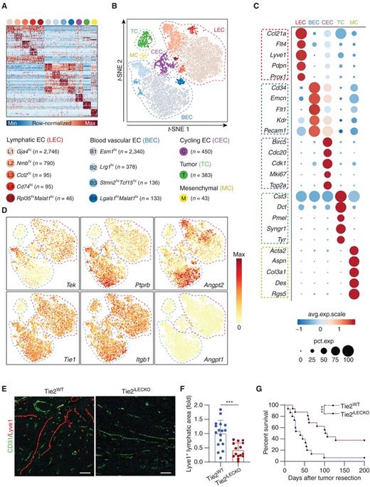 Timed Ang2-Targeted Therapy Identifies the Angiopoietin–Tie Pathway as ...