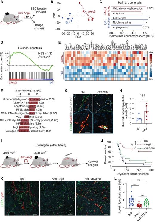 Timed Ang2-Targeted Therapy Identifies the Angiopoietin–Tie Pathway as ...