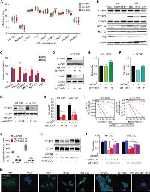 The RNA m6A Reader YTHDF2 Maintains Oncogene Expression and Is a ...