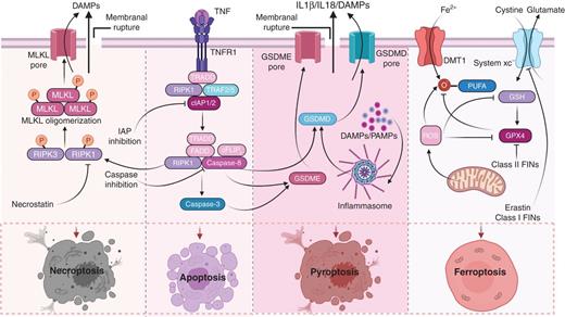 Modes of Regulated Cell Death in Cancer | Cancer Discovery | American ...