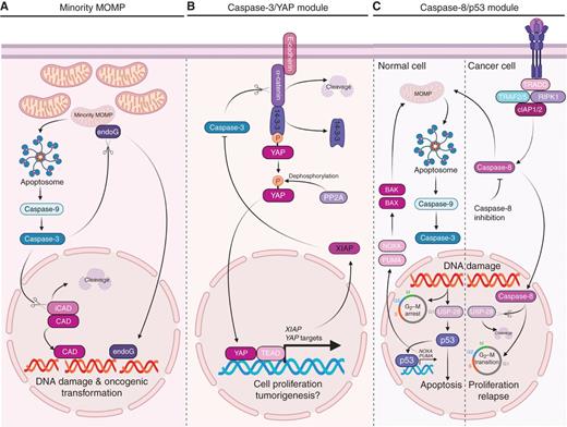 Modes of Regulated Cell Death in Cancer | Cancer Discovery | American ...