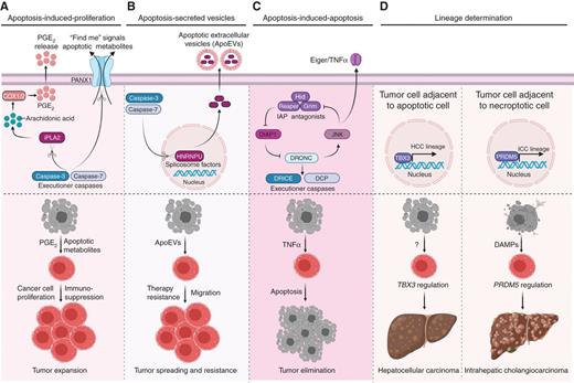 Modes of Regulated Cell Death in Cancer | Cancer Discovery | American ...