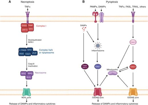 Fueling the Fire: Inflammatory Forms of Cell Death and Implications for ...