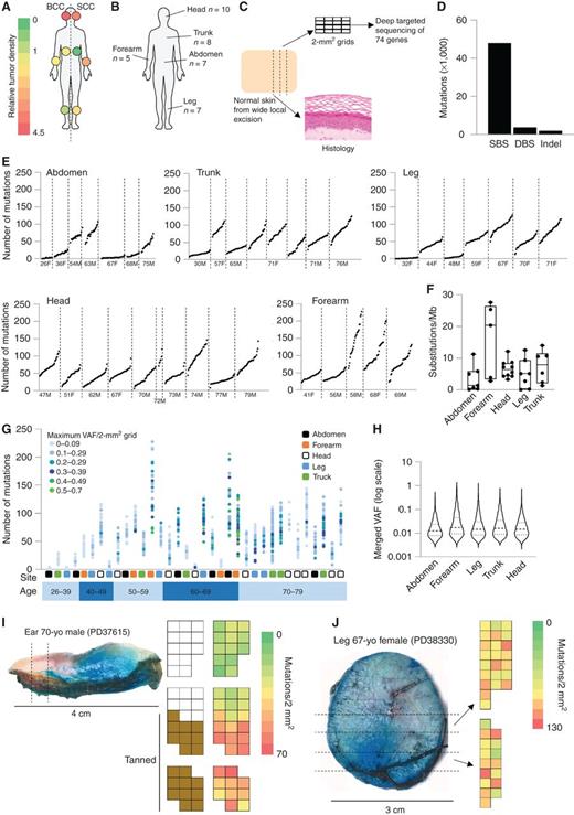 Selection of Oncogenic Mutant Clones in Normal Human Skin Varies with ...