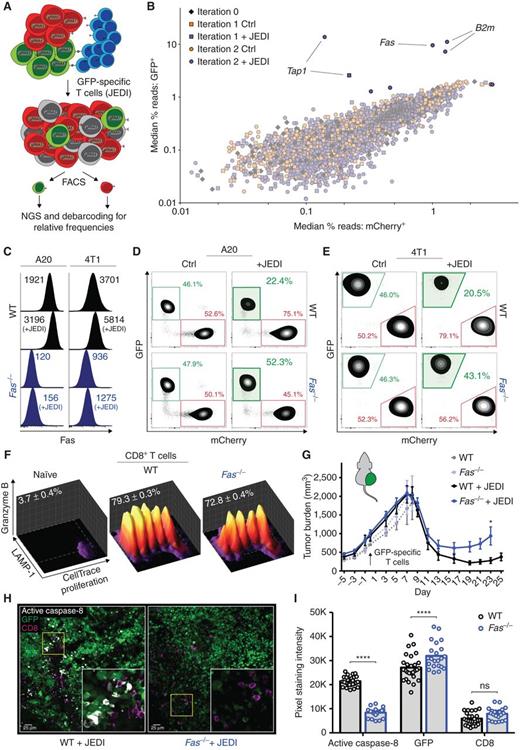 A Critical Role for Fas-Mediated Off-Target Tumor Killing in T-cell ...