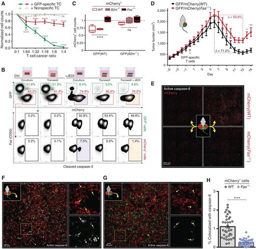 A Critical Role for Fas-Mediated Off-Target Tumor Killing in T-cell ...