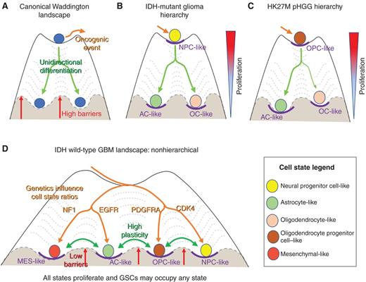 Diffuse Glioma Heterogeneity and Its Therapeutic Implications | Cancer ...