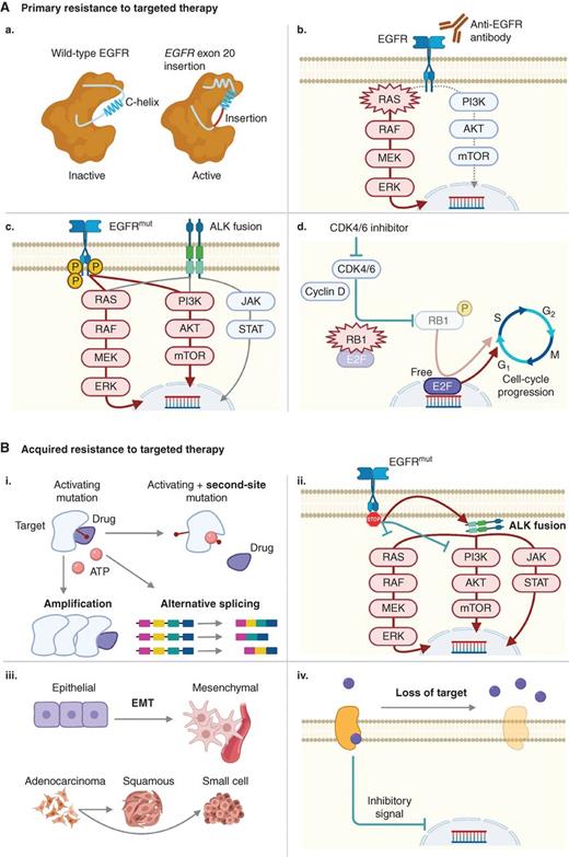 Overcoming Resistance to Tumor-Targeted and Immune-Targeted Therapies ...