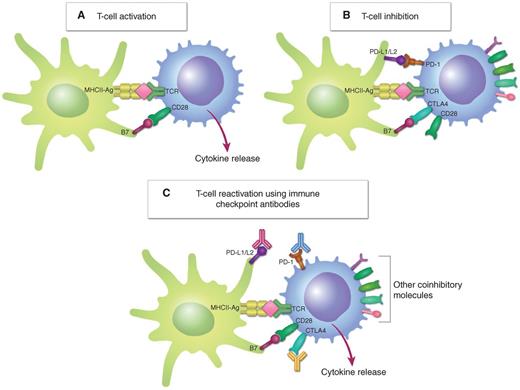 The Next Decade of Immune Checkpoint Therapy | Cancer Discovery ...