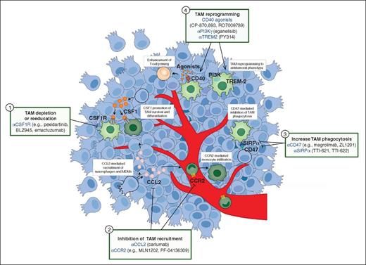Therapeutic Targeting of the Tumor Microenvironment | Cancer Discovery ...