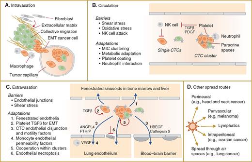 Metastasis-Initiating Cells and Ecosystems | Cancer Discovery ...
