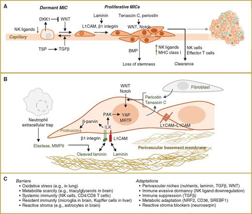 Metastasis-Initiating Cells and Ecosystems | Cancer Discovery ...