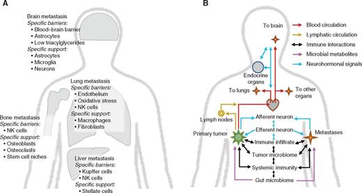 Metastasis-Initiating Cells and Ecosystems | Cancer Discovery ...