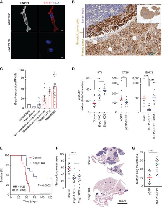 Metastasis and Immune Evasion from Extracellular cGAMP Hydrolysis ...
