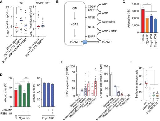 Metastasis and Immune Evasion from Extracellular cGAMP Hydrolysis ...