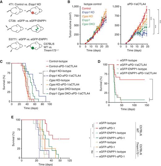 Metastasis and Immune Evasion from Extracellular cGAMP Hydrolysis ...