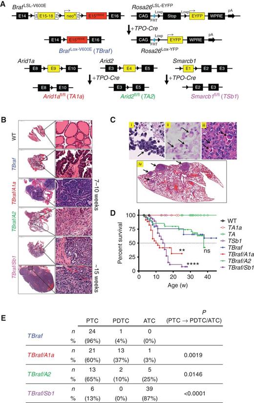 SWI/SNF Complex Mutations Promote Thyroid Tumor Progression and ...