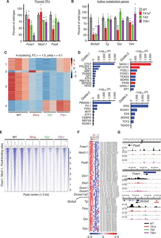SWI/SNF Complex Mutations Promote Thyroid Tumor Progression and ...