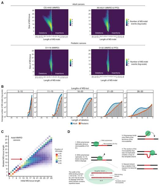 DNA Polymerase and Mismatch Repair Exert Distinct Microsatellite ...
