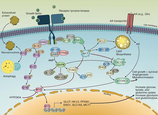Metabolic Codependencies in the Tumor Microenvironment | Cancer Discovery | American Association ...