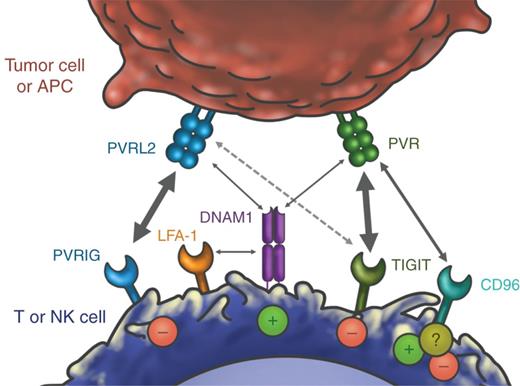 Therapeutic Targeting of Checkpoint Receptors within the DNAM1 Axis ...