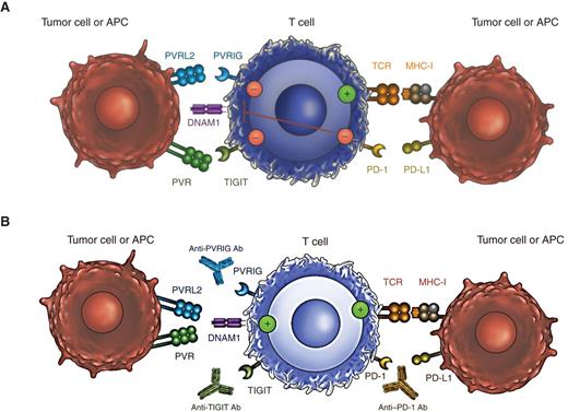 Therapeutic Targeting of Checkpoint Receptors within the DNAM1 Axis ...