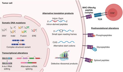 Exploiting Tumor Neoantigens to Target Cancer Evolution: Current Challenges and Promising ...